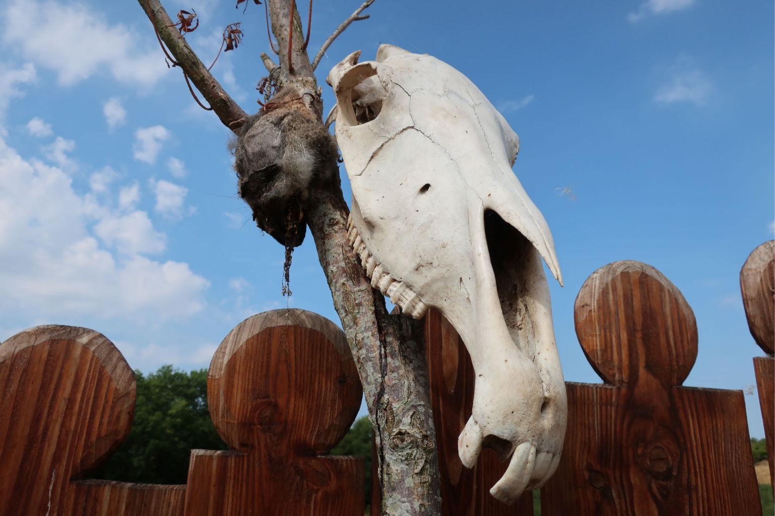 Blood and Society • The Blood Project