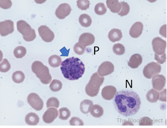 Basophils • The Blood Project
