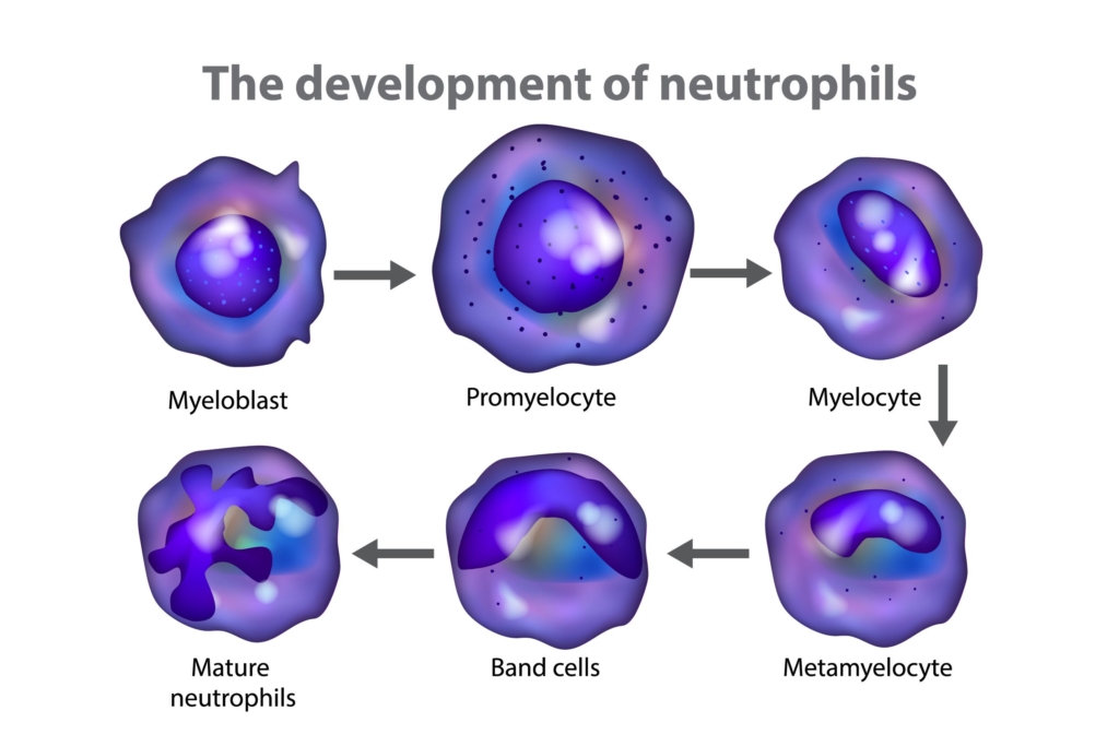 What Is A Band Neutrophil The Blood Project What Is A Band Neutrophil The Blood Project