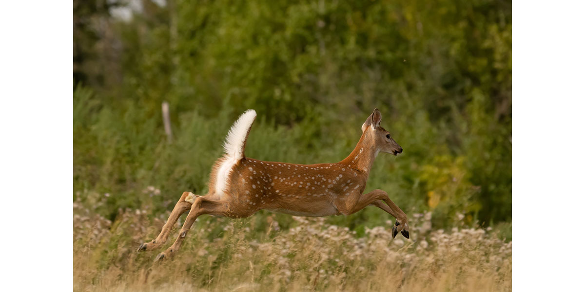 Did You Know That Erythrocyte Sickling Occurs Normally in Deer Blood ...