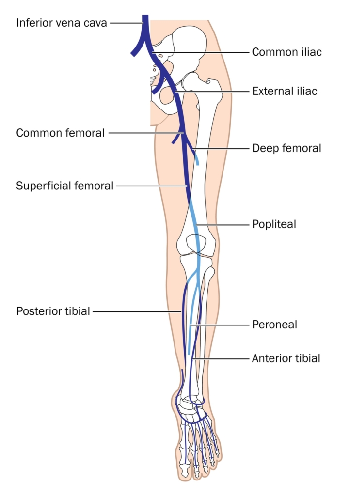 What Are The Names Of The Distal Veins In The Leg The Blood Project What Are The Names Of The Distal Veins In The Leg The Blood Project