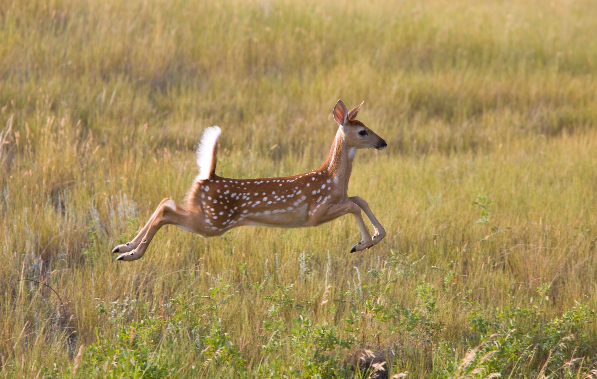 Did You Know That Erythrocyte Sickling Occurs Normally in Deer Blood ...