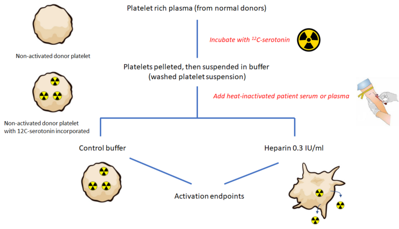 What is the serotonin release assay (SRA)? • The Blood Project