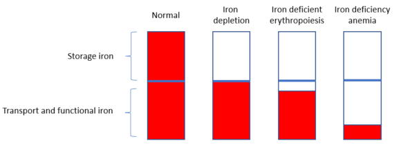Quiz 1 - Red Cell Indices • The Blood Project