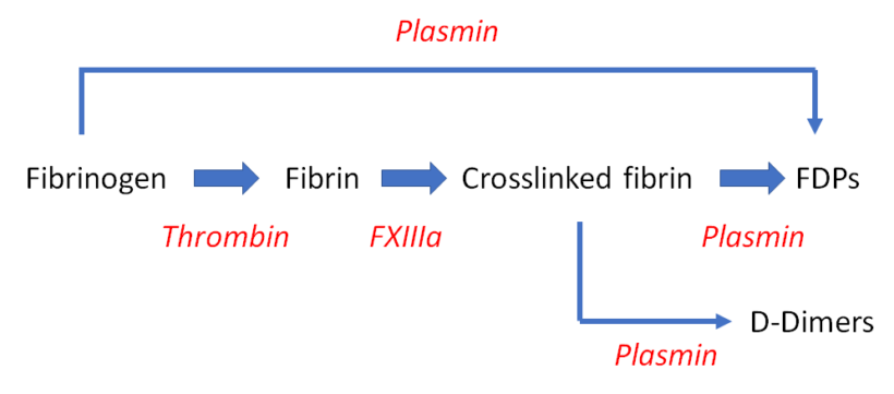 What are D-dimers? • The Blood Project