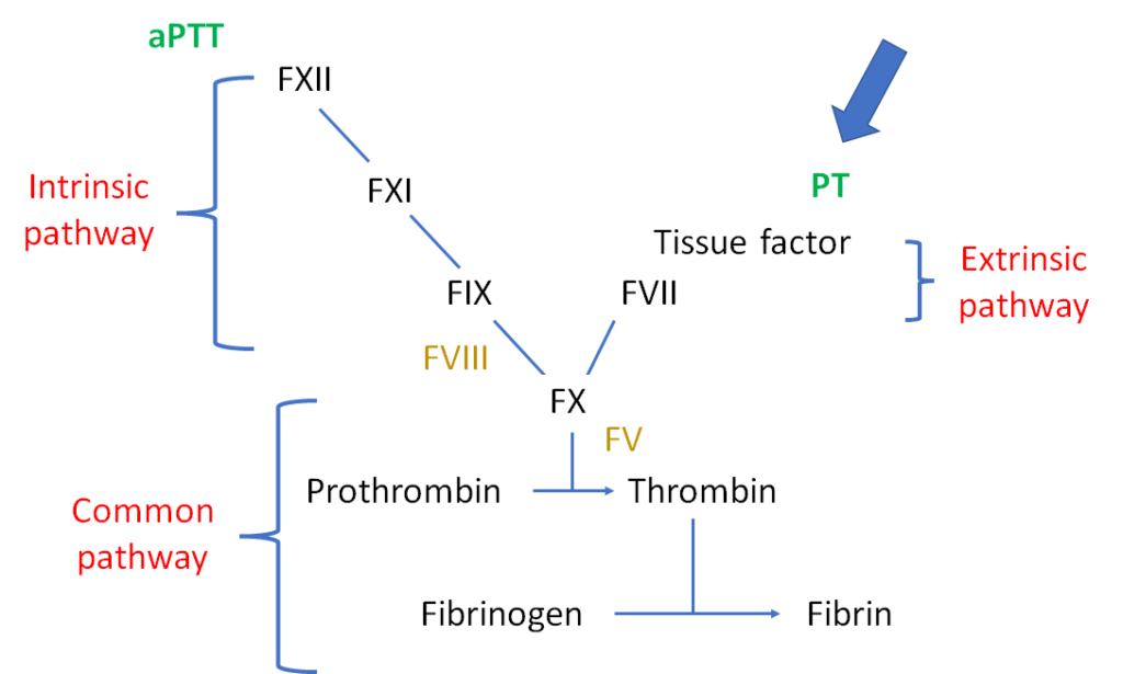 What Does Prothrombin Time PT Measure The Blood Project