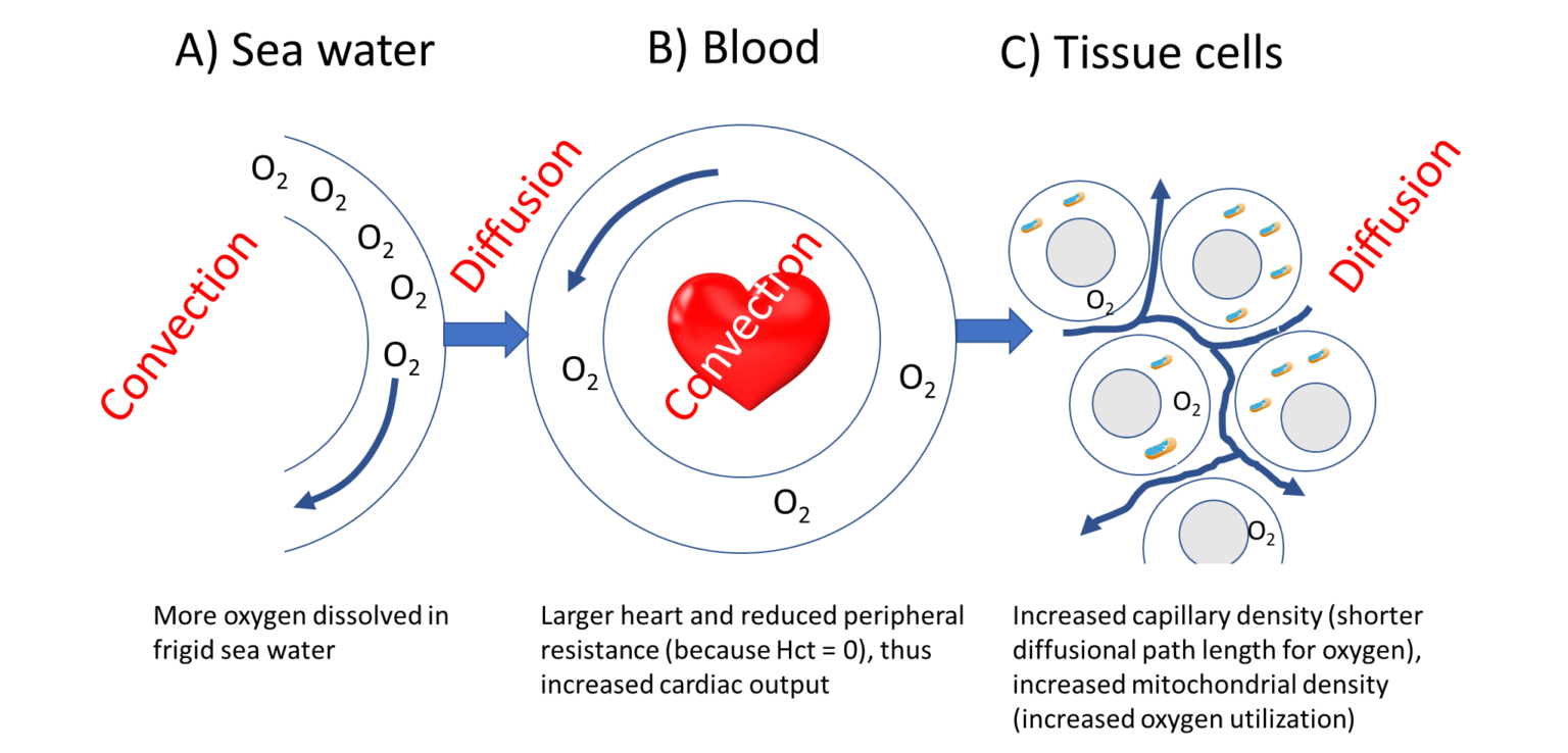 Did You Know That the Antarctic Icefish Is the Only Vertebrate That ...
