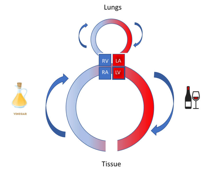 William Harvey on the Blood • The Blood Project