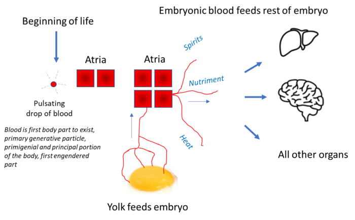 William Harvey on the Blood • The Blood Project