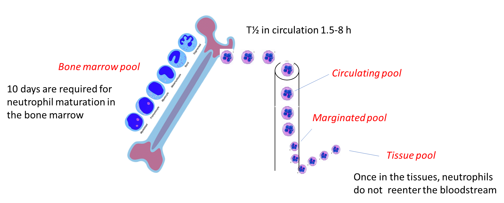 About the Condition • The Blood Project