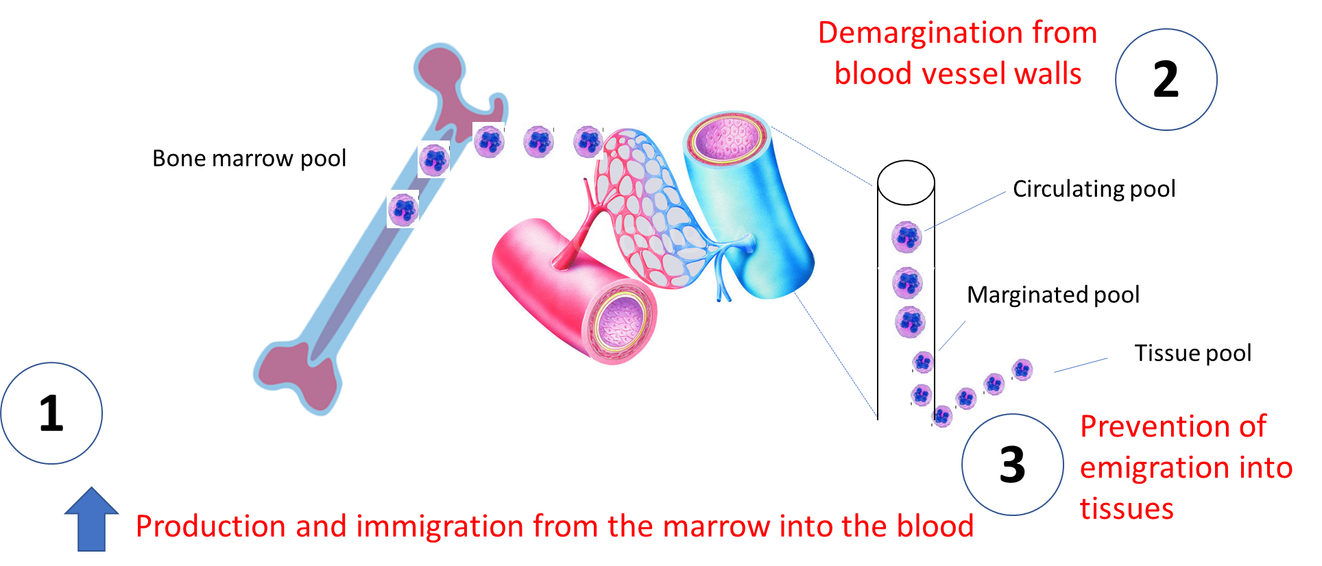 About the Condition • The Blood Project