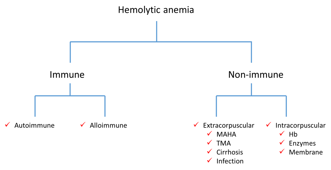 Workings backward from an elevated MCV • The Blood Project