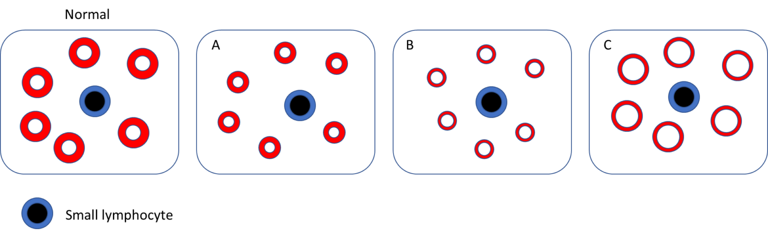 Labs • The Blood Project