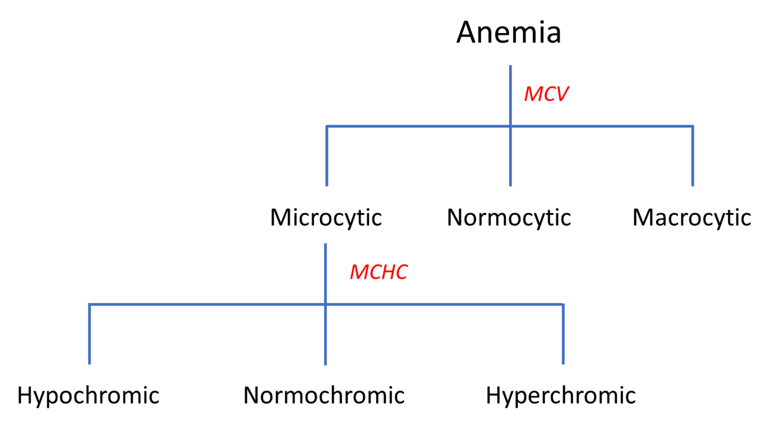 Labs • The Blood Project
