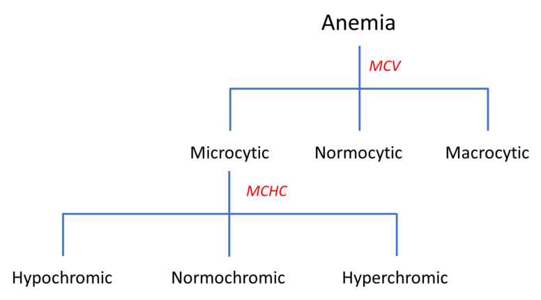 Labs • The Blood Project