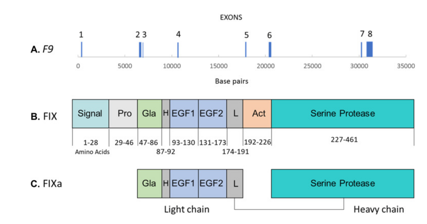 About the condition • The Blood Project