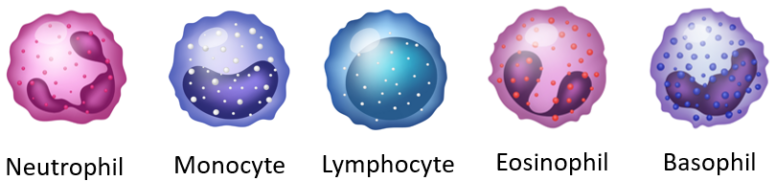 Labs • The Blood Project