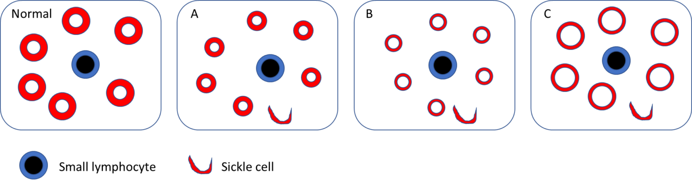 Imaging and Labs • The Blood Project