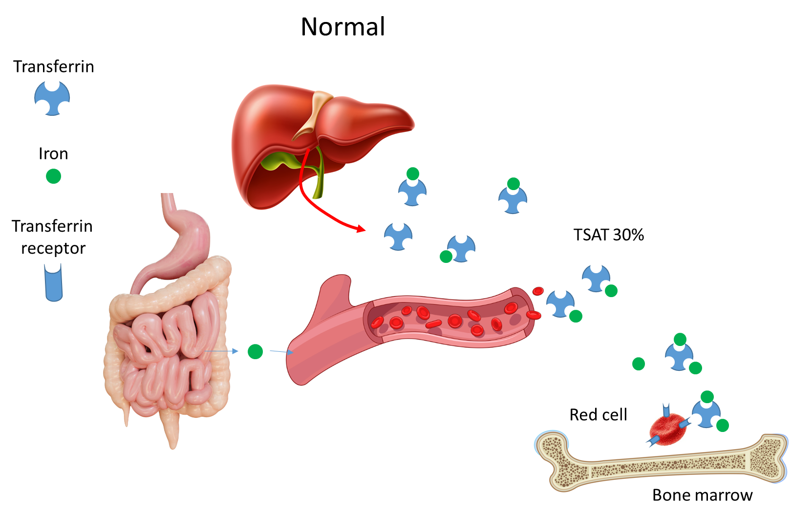 Labs • The Blood Project