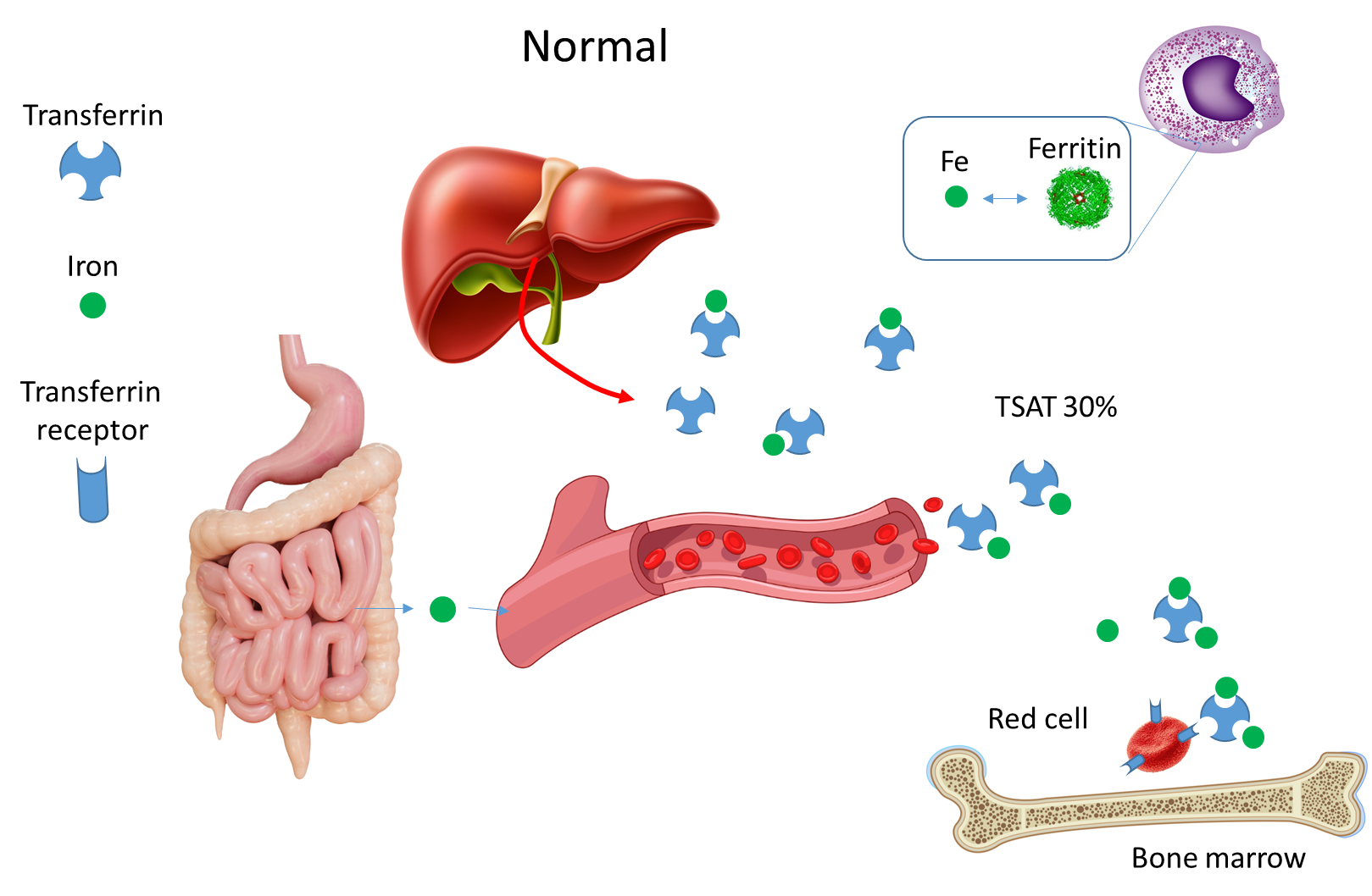 Labs • The Blood Project