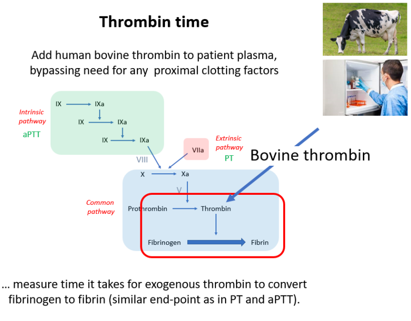 Labs • The Blood Project