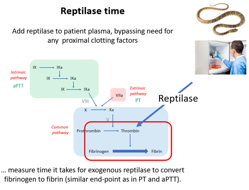 Labs • The Blood Project