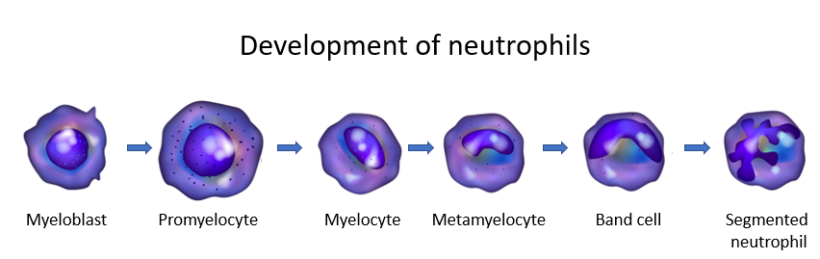 Labs • The Blood Project