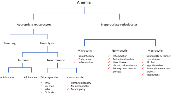 Labs • The Blood Project