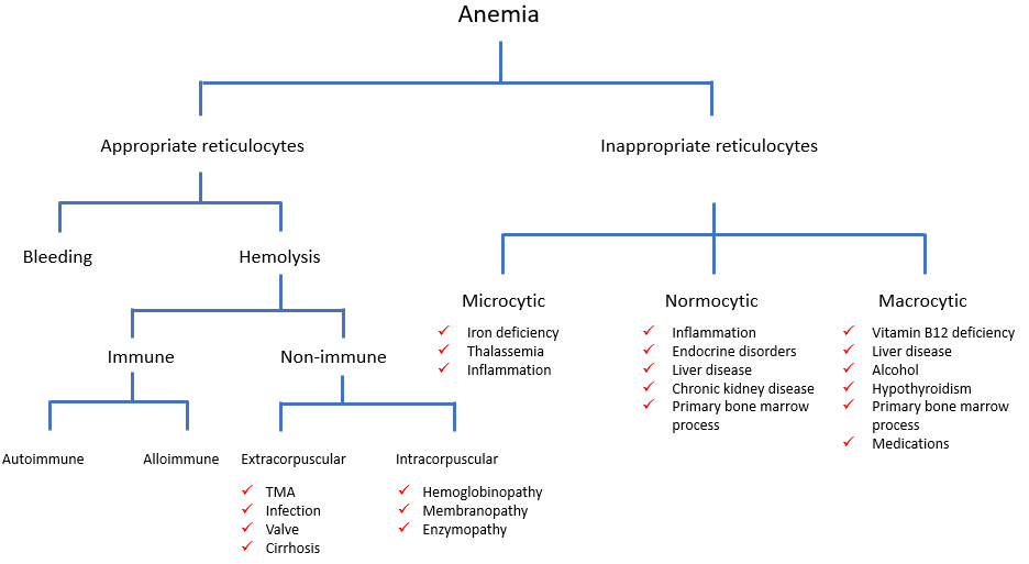 Labs • The Blood Project