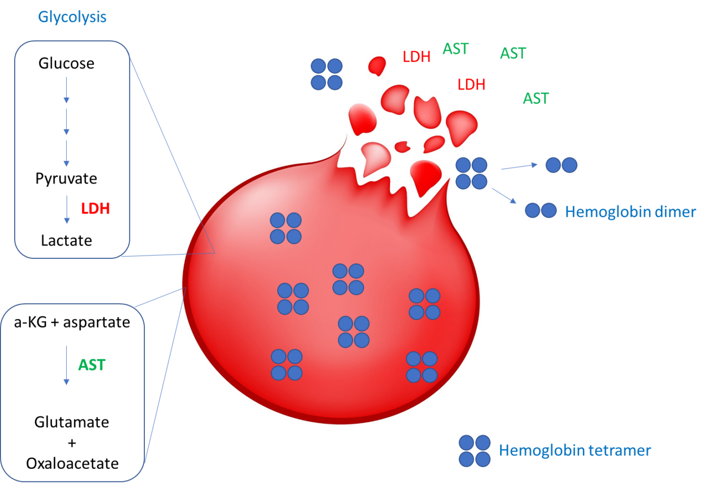 Preparing to see the patient • The Blood Project