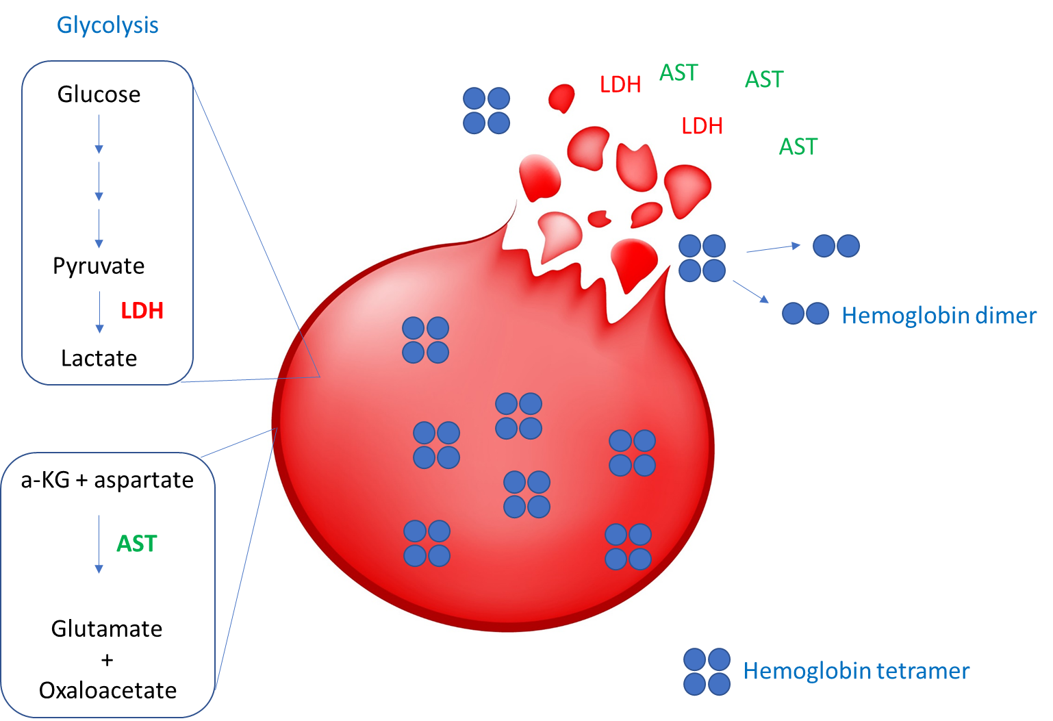 Preparing to see the patient • The Blood Project