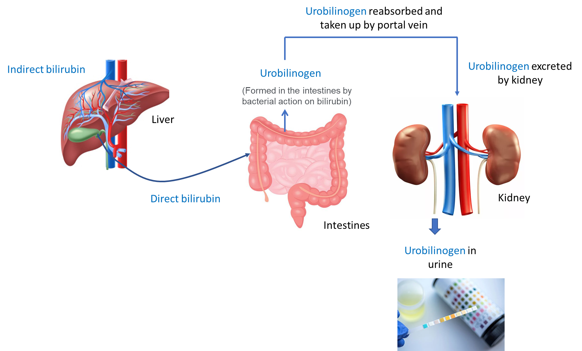 Labs • The Blood Project