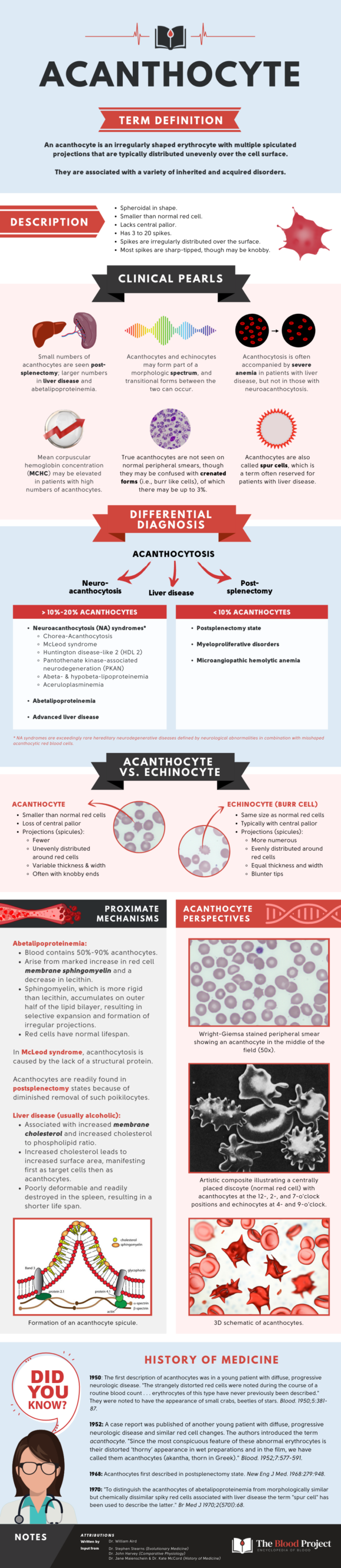 Acanthocyte • The Blood Project