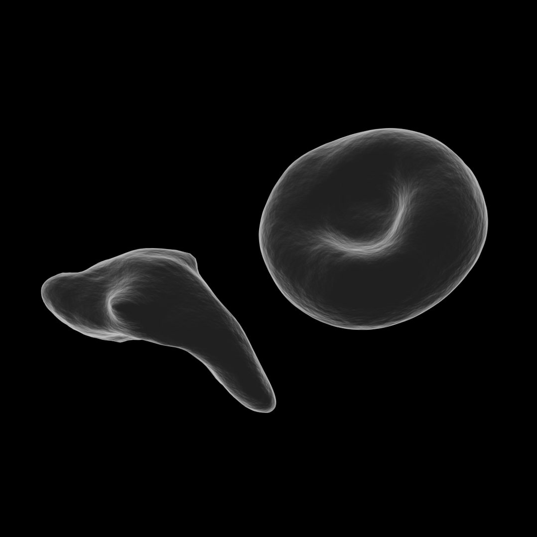 Blood Cells in 3D • The Blood Project