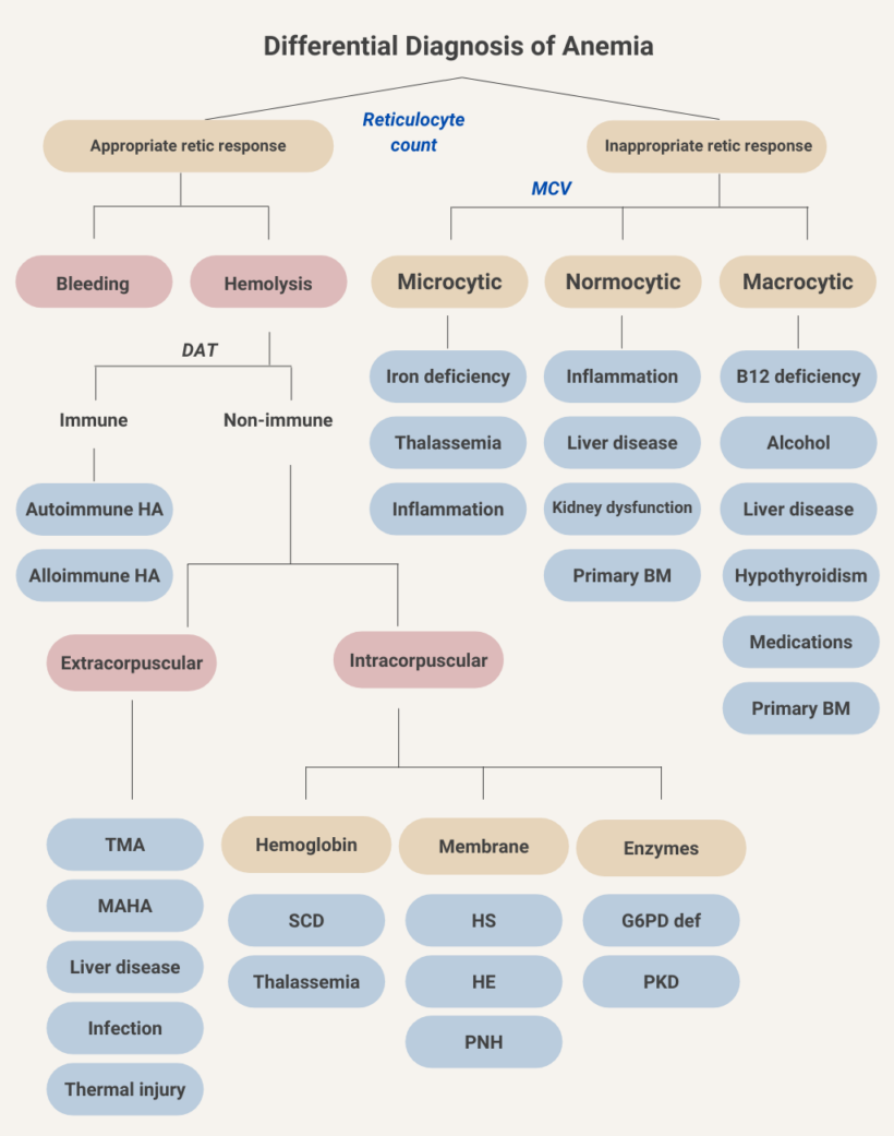 Algorithms and Flowcharts • The Blood Project