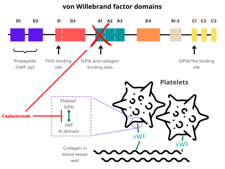 Caplacizumab • The Blood Project