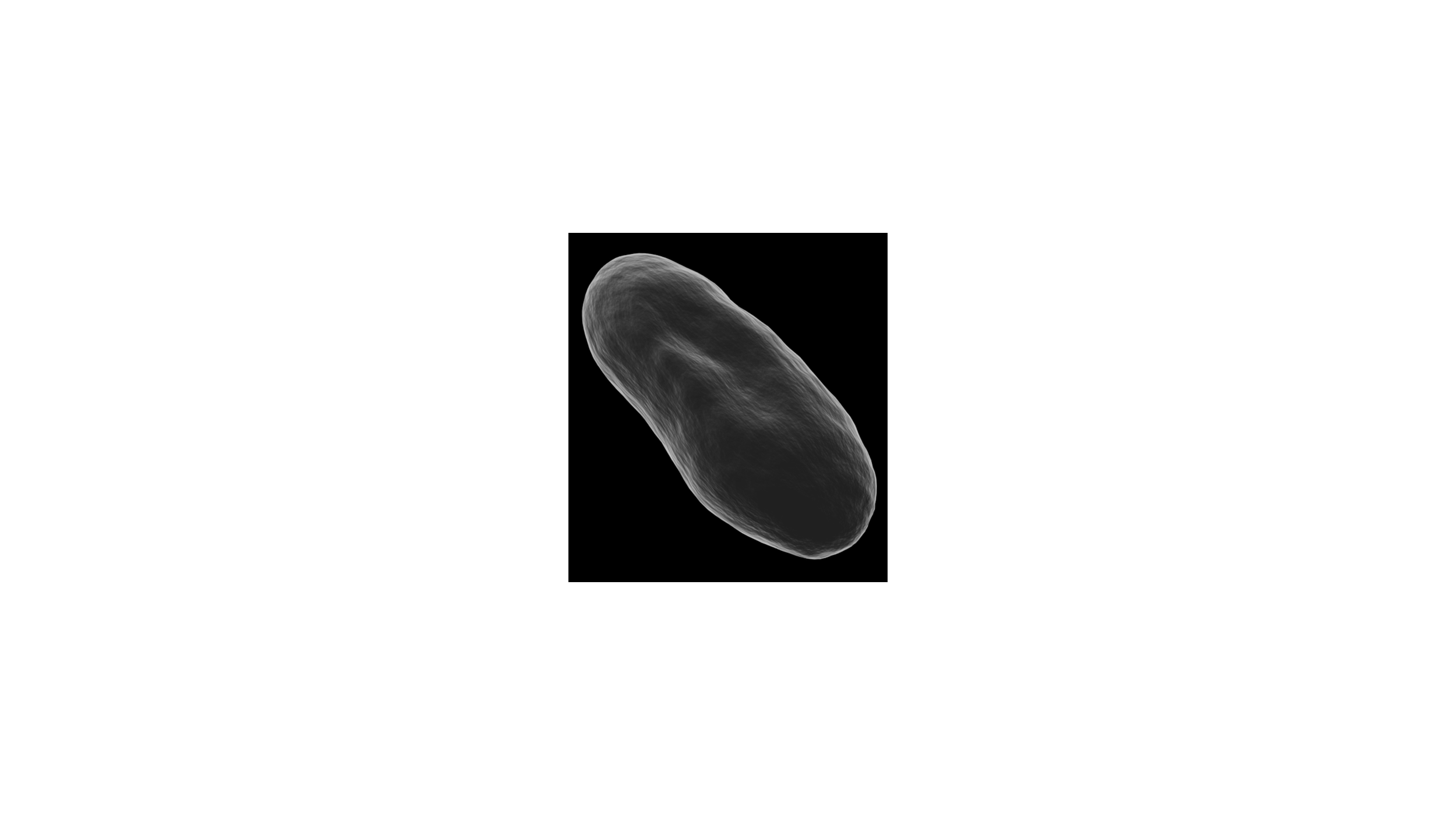 Elliptocyte • The Blood Project