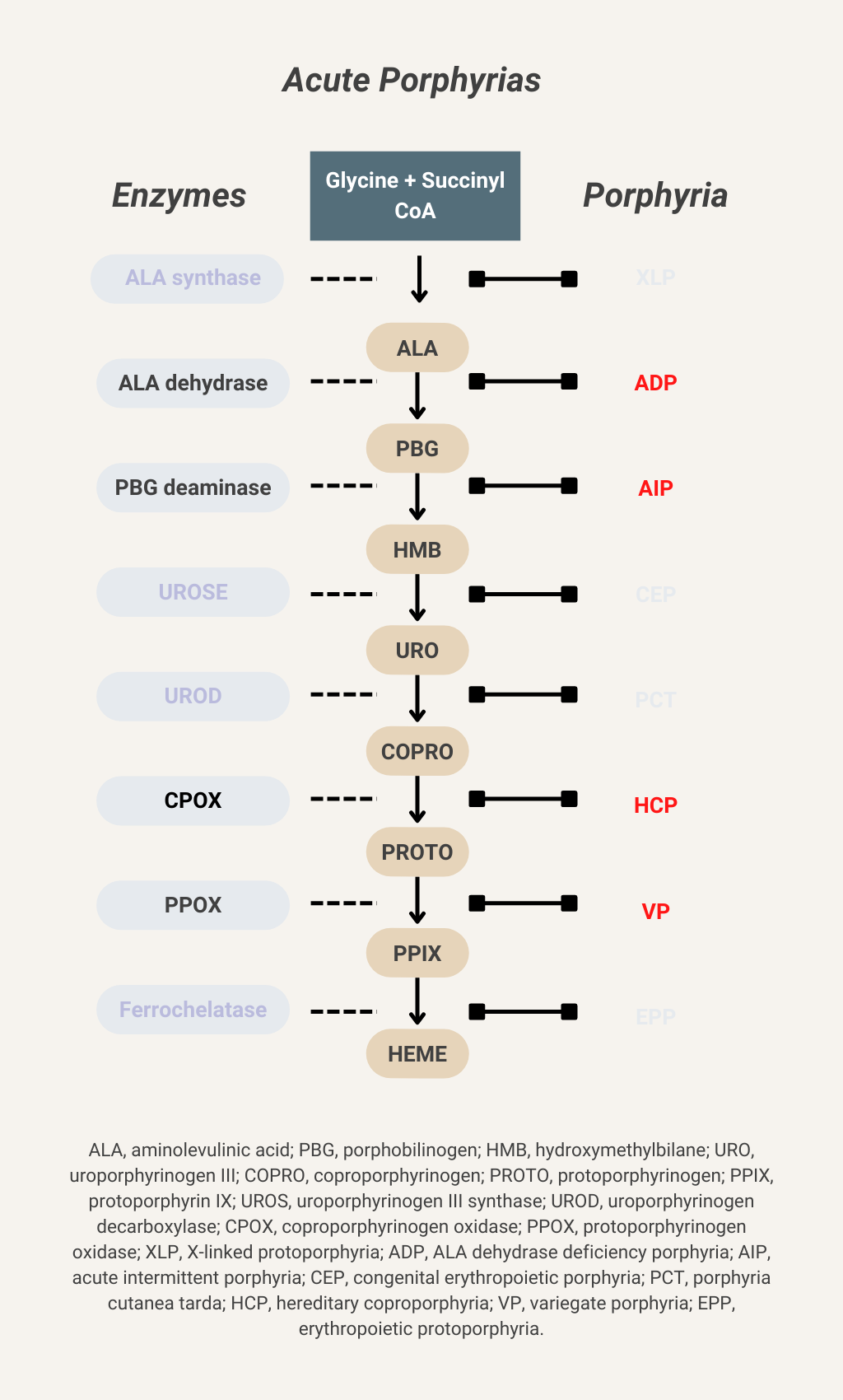 What are the 4 types of acute porphyria? • The Blood Project