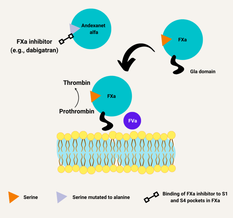 What is andexanet alfa? • The Blood Project