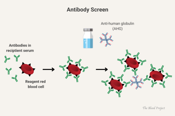 What is the "screen" in type and screen? • The Blood Project