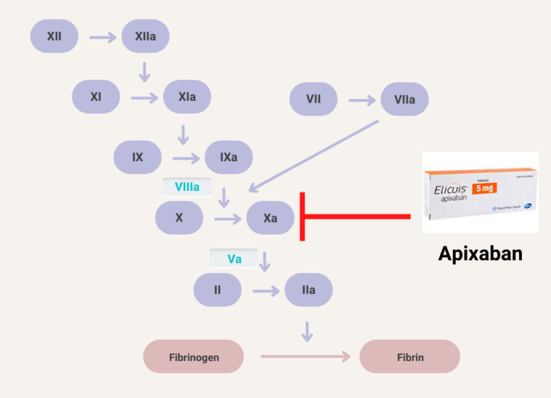 What is the mechanism of action of apixaban? • The Blood Project