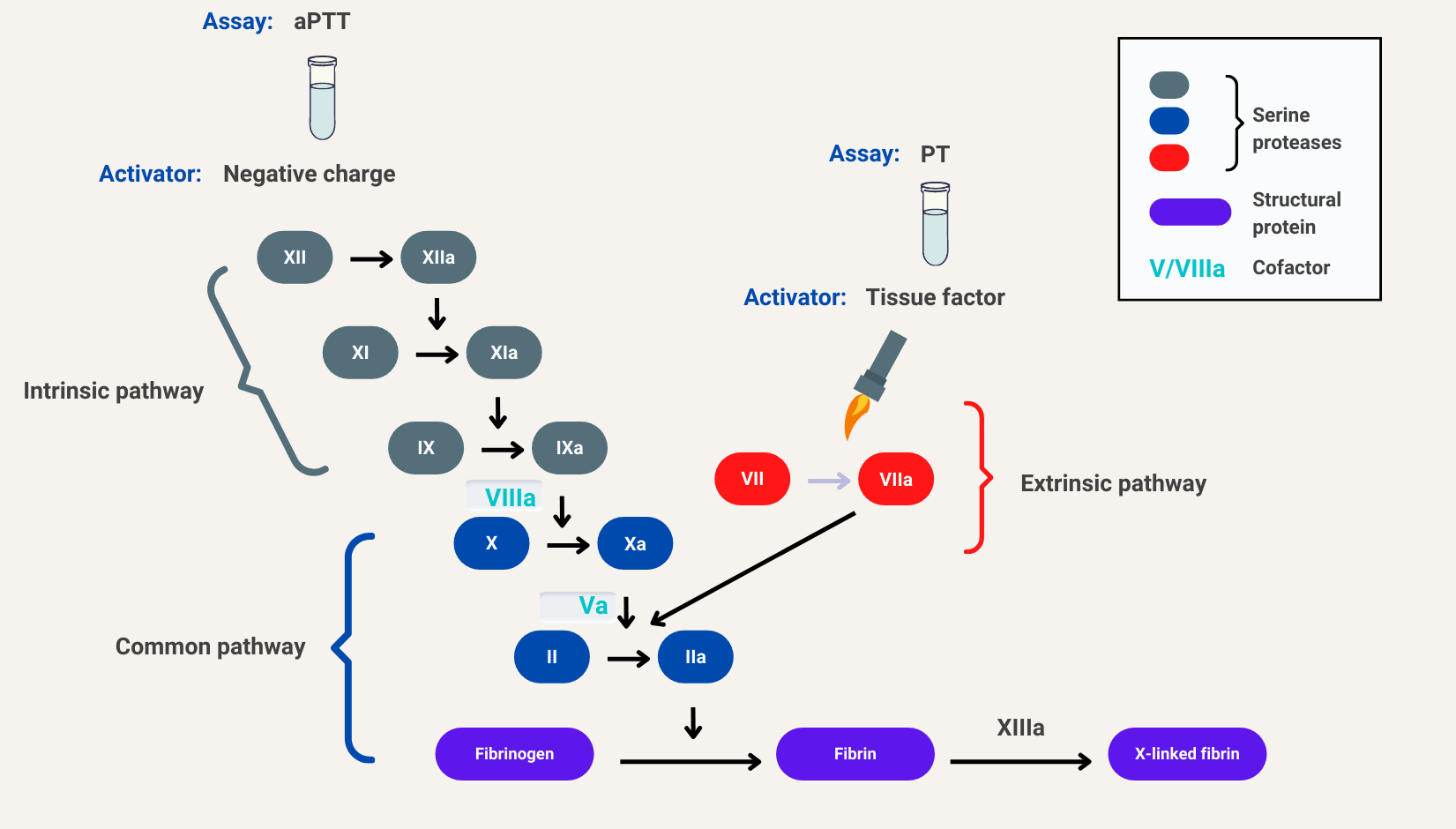 Coagulation Diapharma Vrogue co Coagulation Diapharma Vrogue co