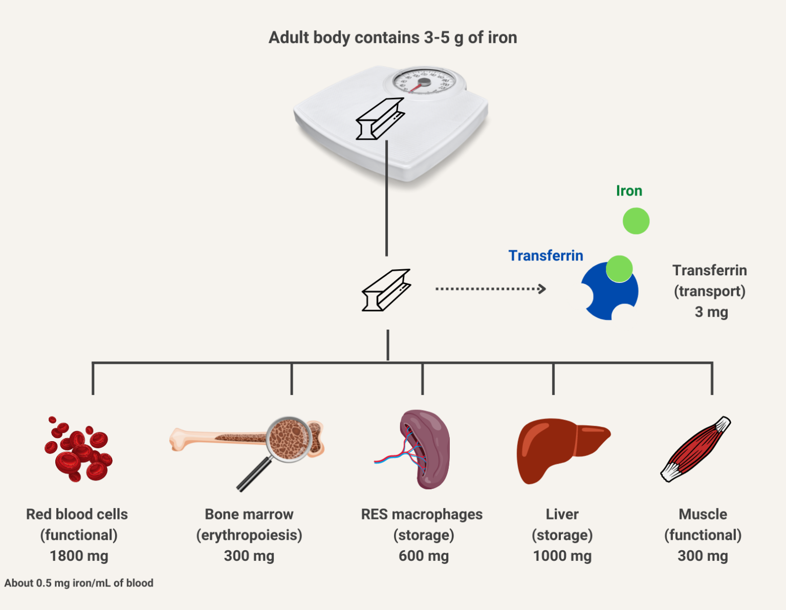 What are the major iron compartments in the human body? • The Blood Project