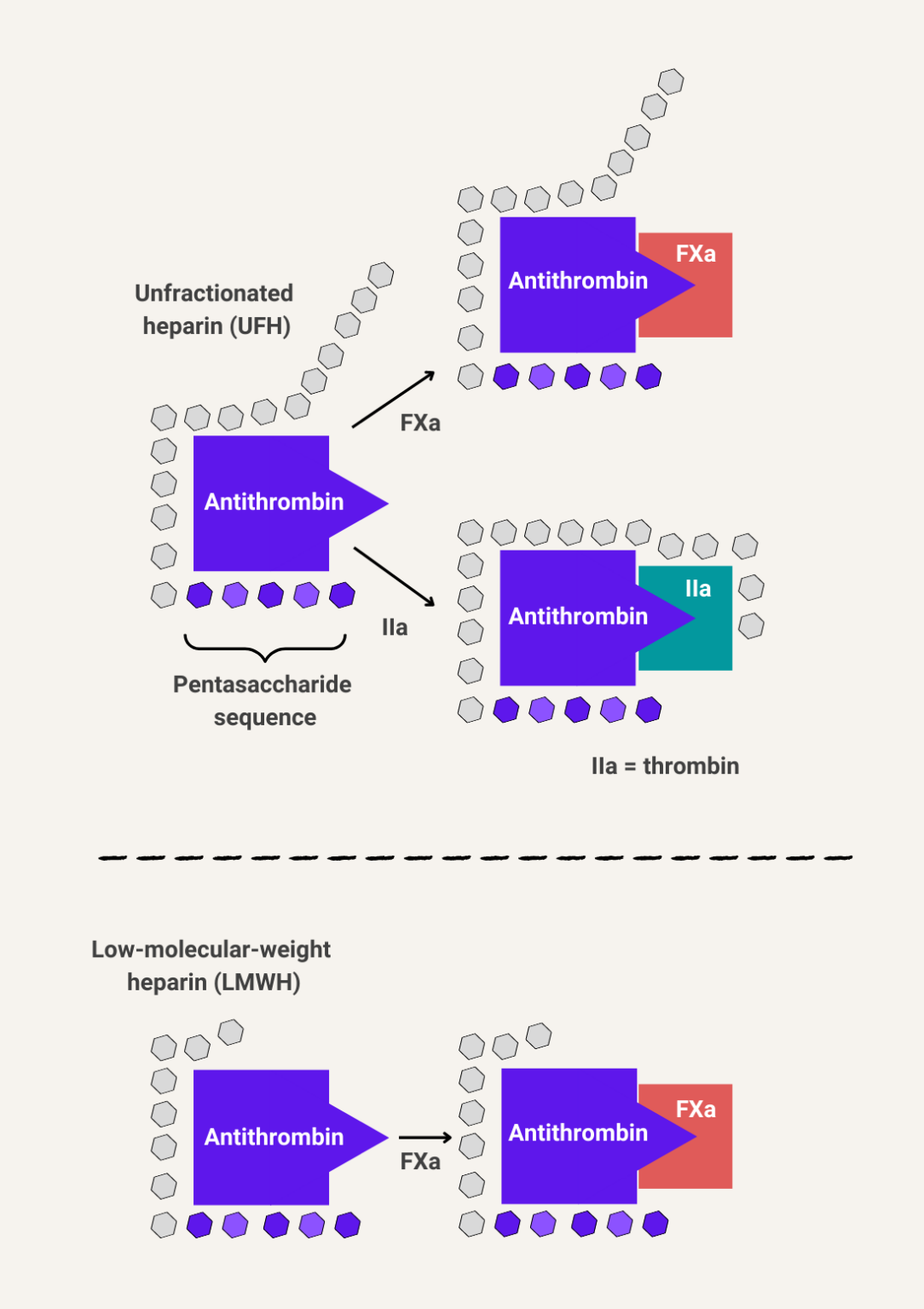 How does low-molecular-weight heparin (LMWH) work? • The Blood Project