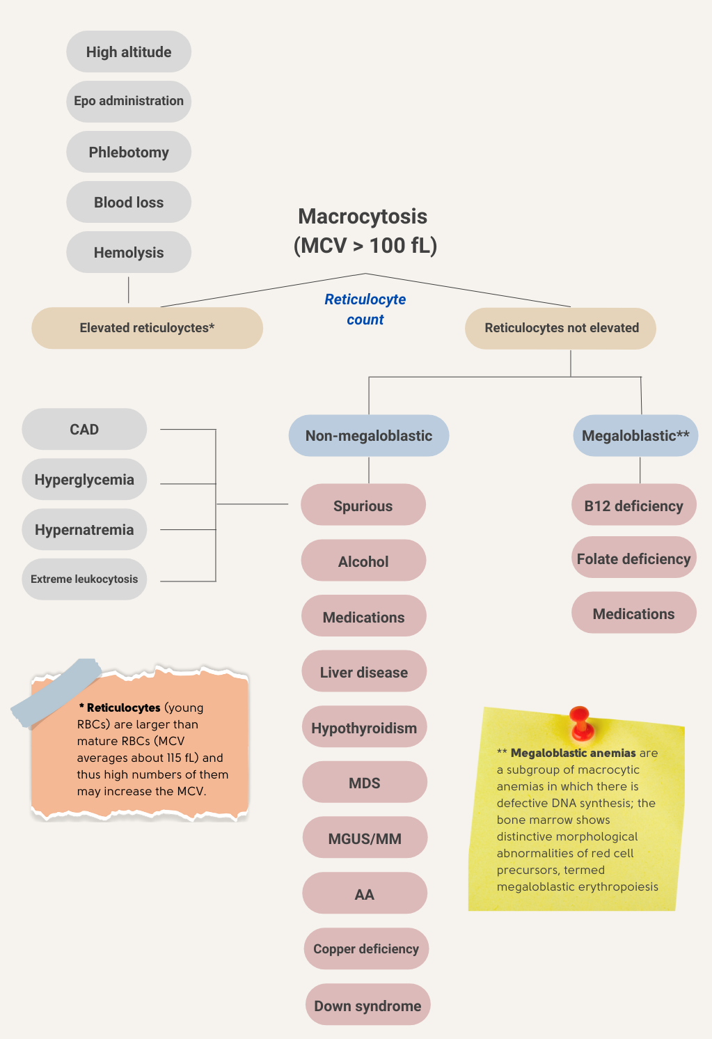 What is the differential diagnosis of macrocytosis? • The Blood Project