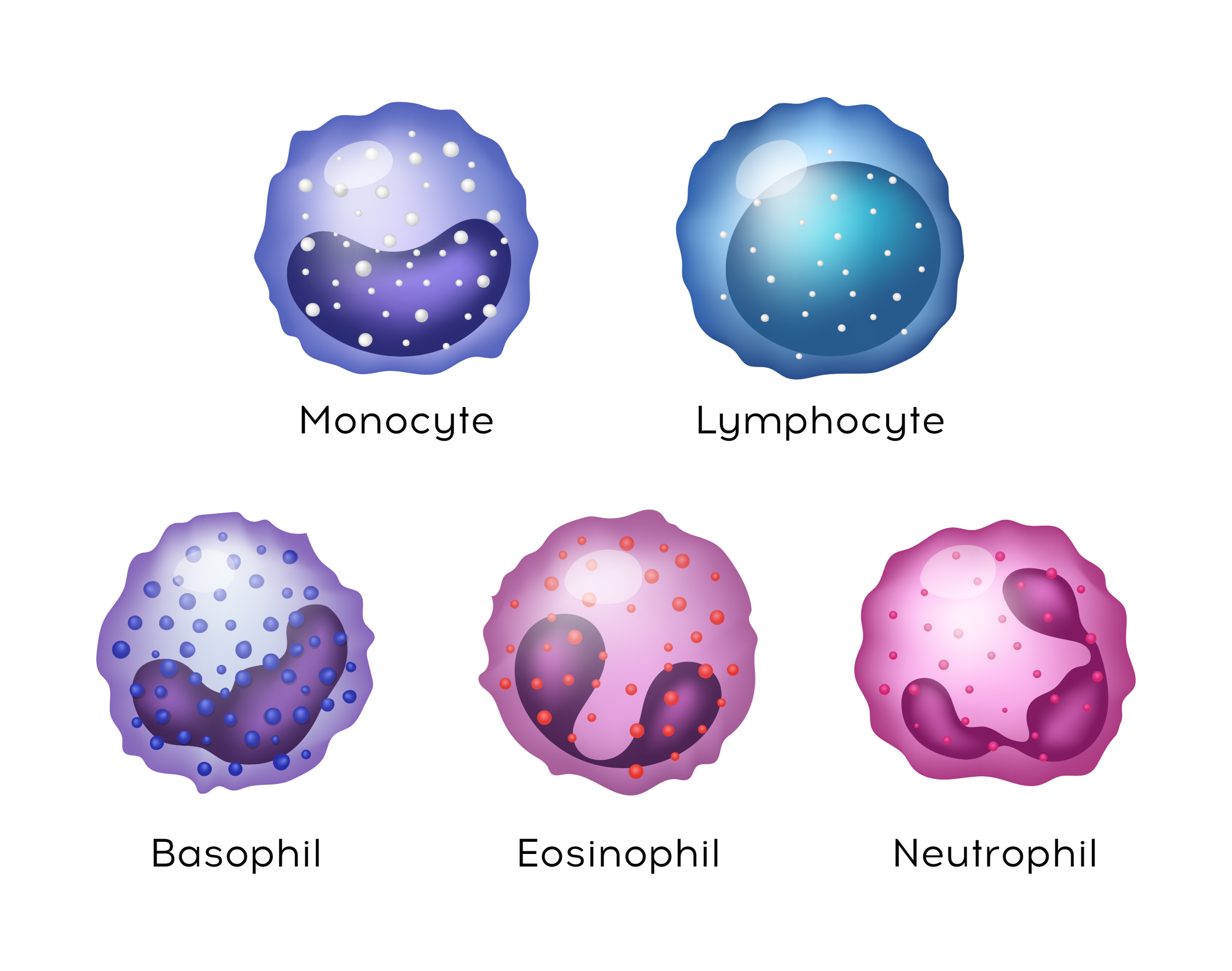 Eosinophil And Lymphocyte Differential Counts In Leukocyte