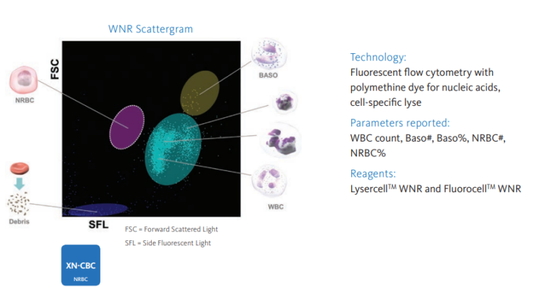How are nucleated RBCs (nRBCs) counted? • The Blood Project