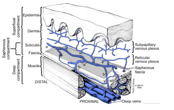 Deep Veins of the Leg - Schematic • The Blood Project