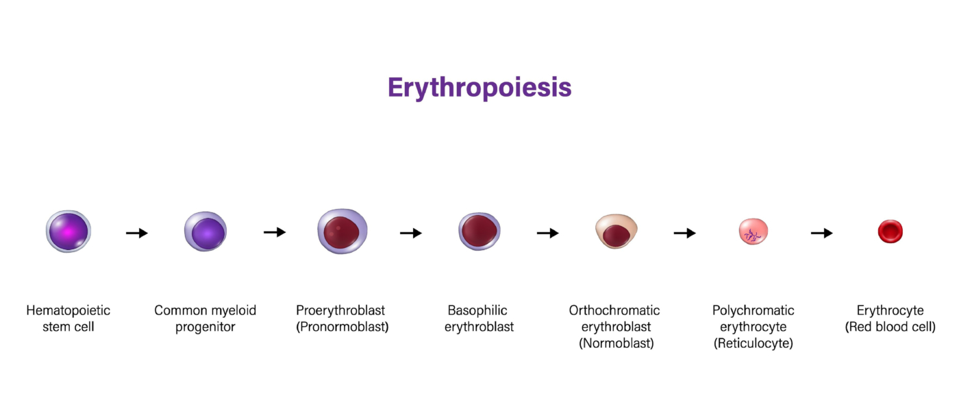 Retics_Sam • The Blood Project