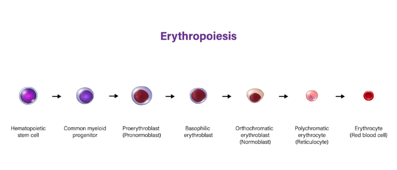 Retics_Sam • The Blood Project